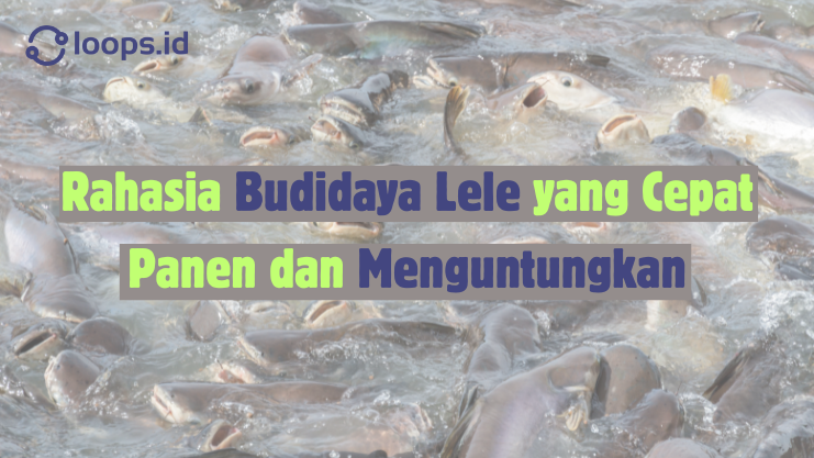 Rahasia Budidaya Lele yang Cepat Panen dan Menguntungkan – Keadilan Leads Bagi Seluruh CS Indonesia